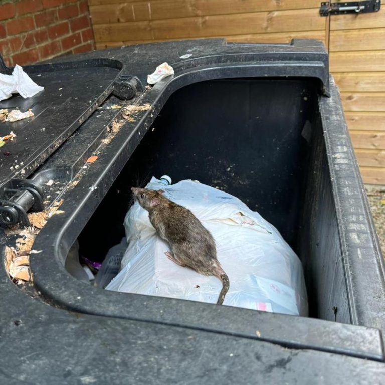 Rat Control Bradford - Riddex Pest Control