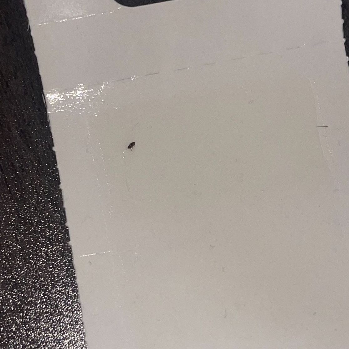 Flea Control Bradford - Riddex Pest Control